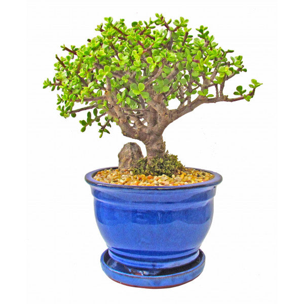 Variegated Cascade Mini Jade Bonsai Large | Zen Garden and Bonsai