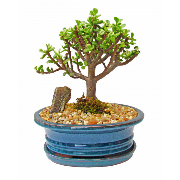 Variegated Mini Jade Bonsai Large | Zen Garden and Bonsai