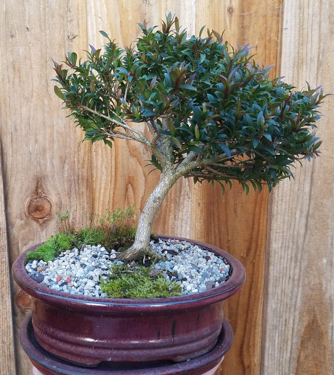 Brush Cherry Eugenia Myrtifolia Bonsai Small – Zen Garden and Bonsai